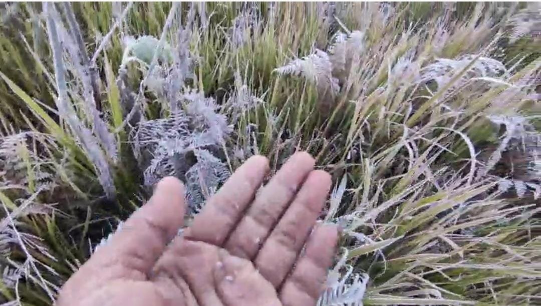 malang-post.com - Berburu Upas Gunung Bromo: Fenomena Tahunan Muncul ...