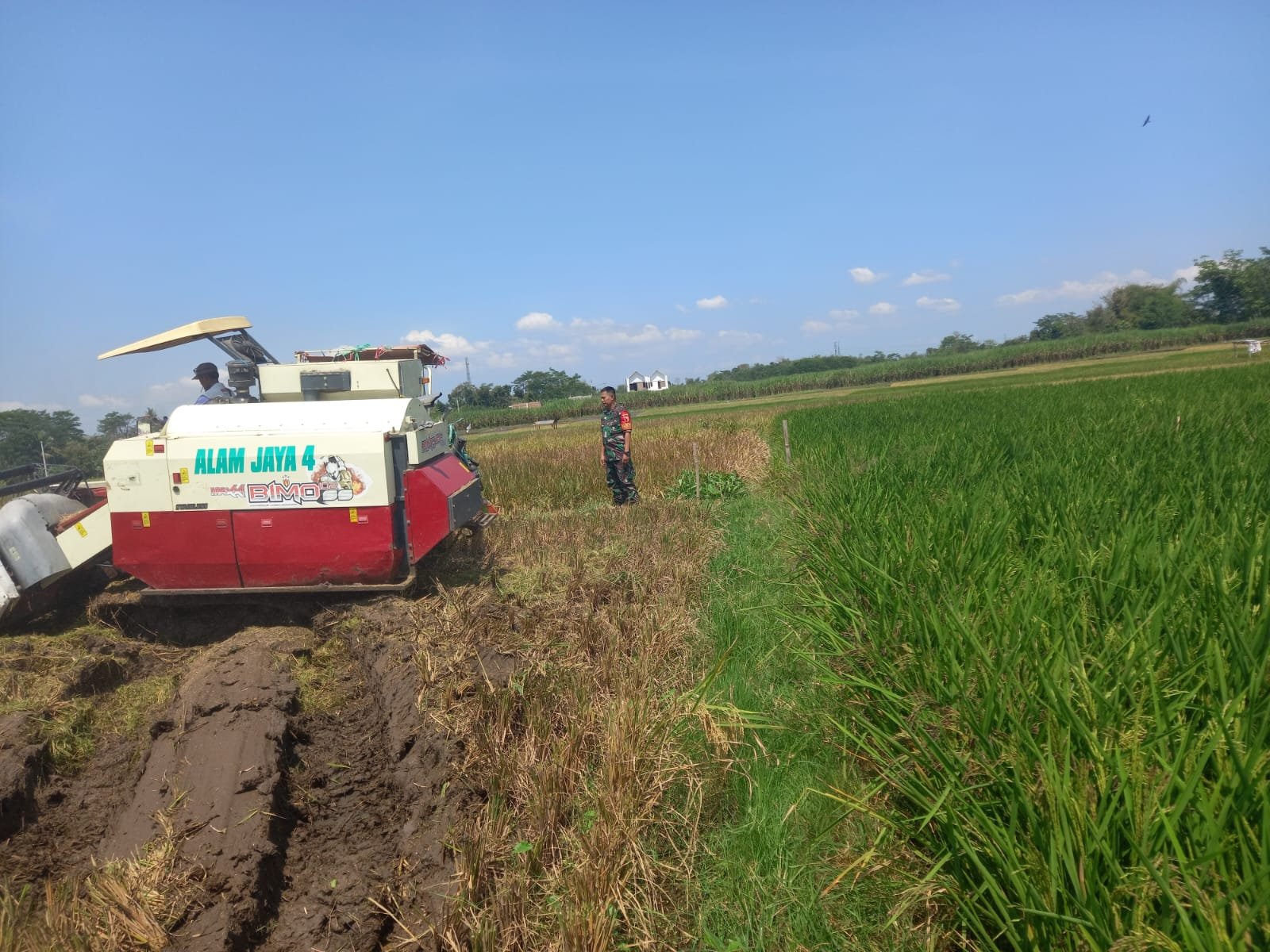 malang-post.com - Babinsa Bakalankrajan Panen Padi Bersama Petani
